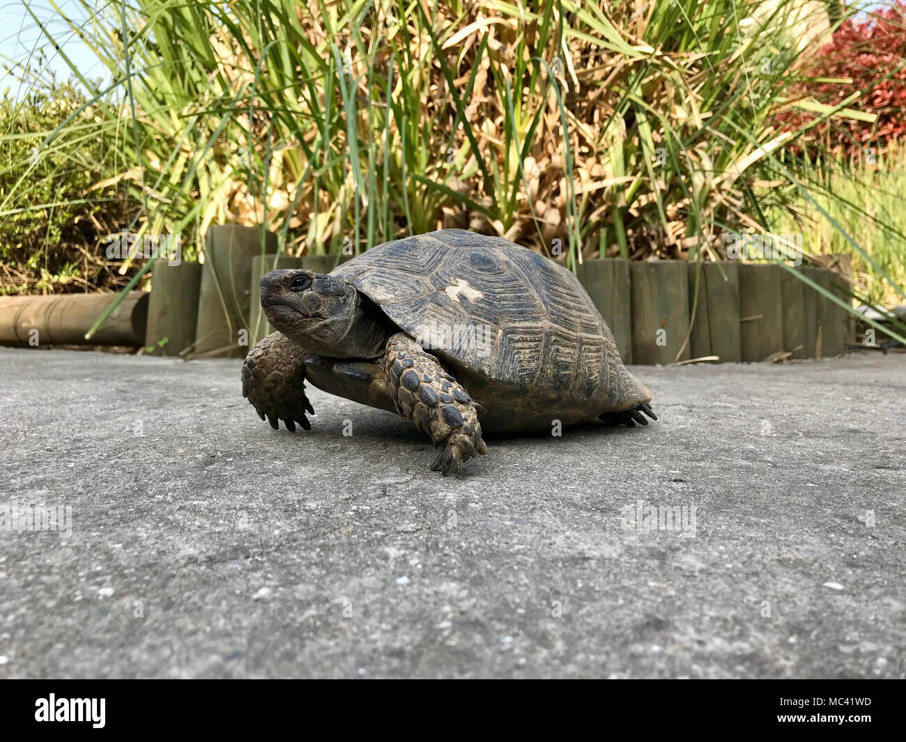 Big Turtle in the Garden. Natural Life Stock Photo - Alamy