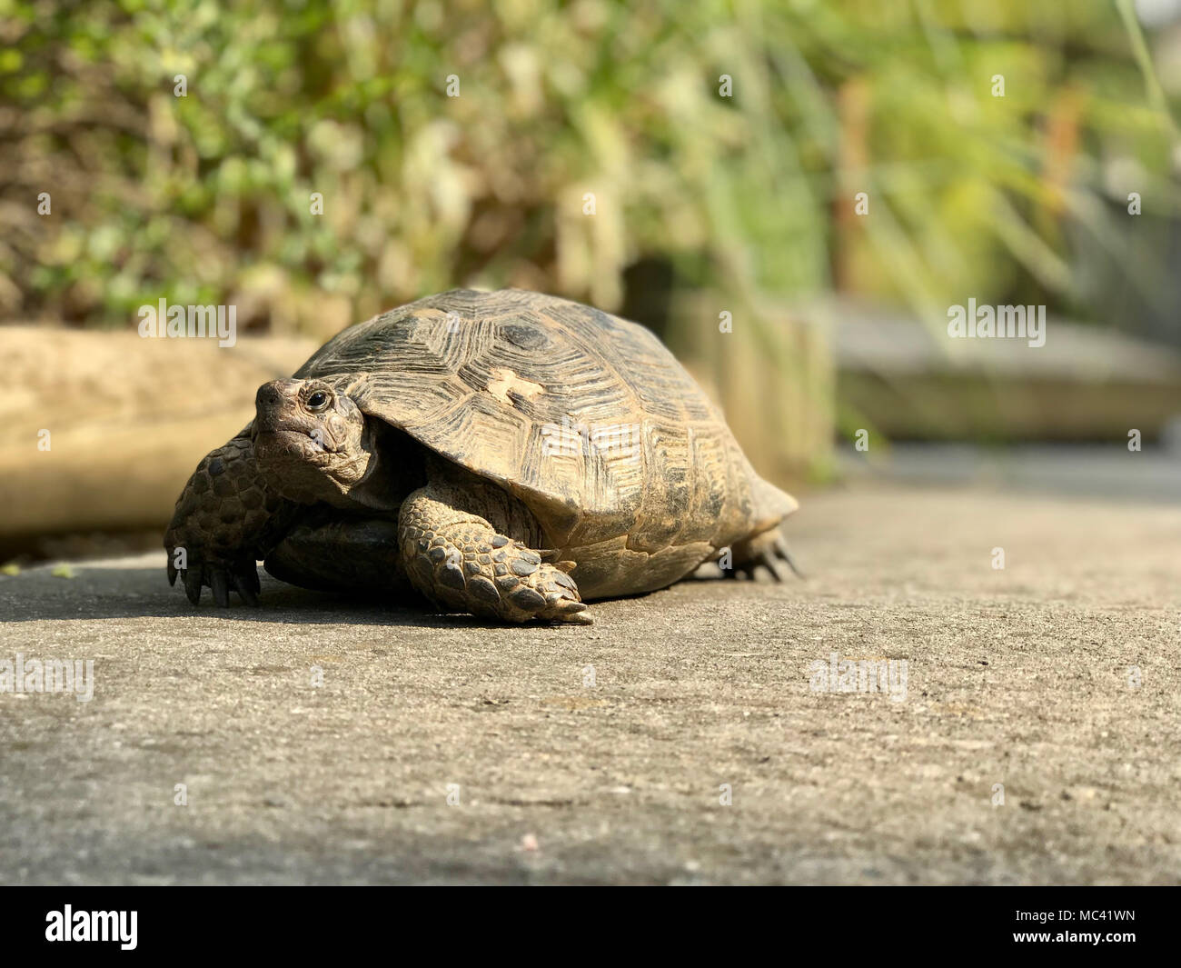 Tortoise galapagos drawing hi-res stock photography and images - Alamy