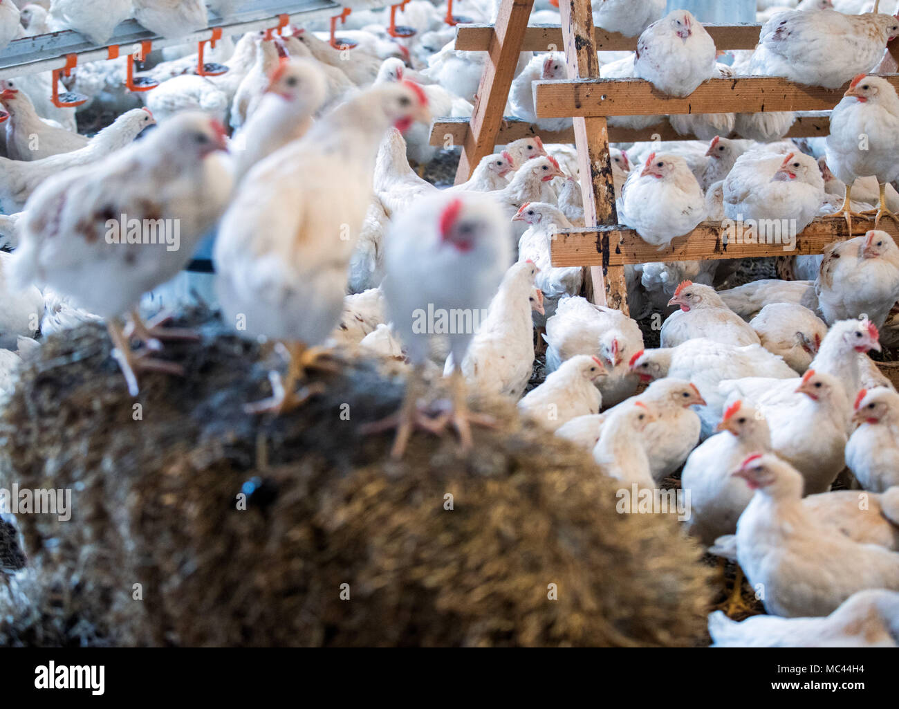 Four week old chickens hi-res stock photography and images - Alamy