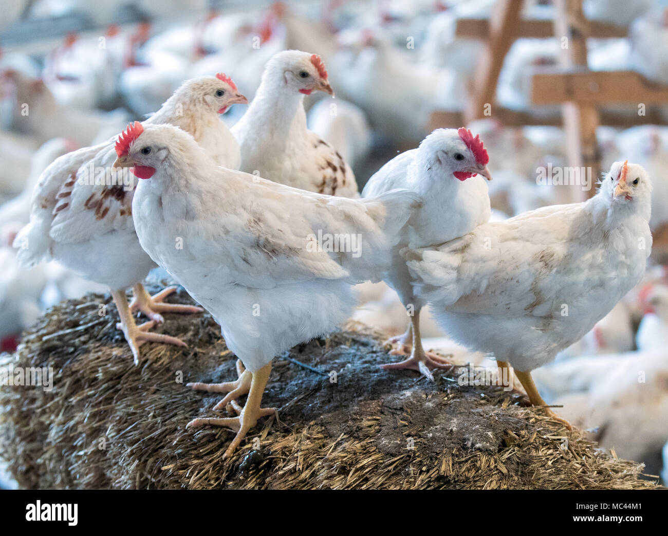 Four week old chickens hi-res stock photography and images - Alamy