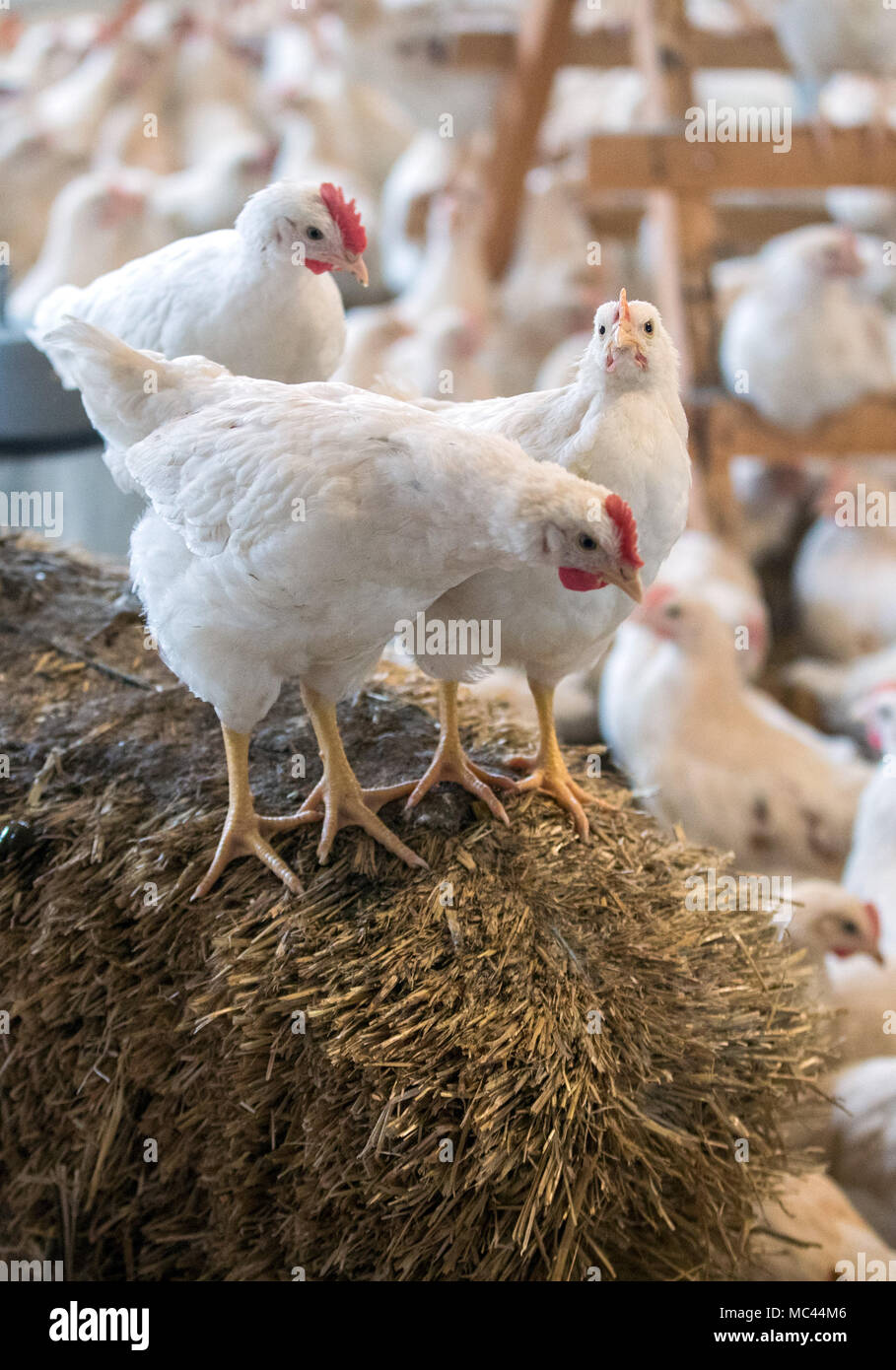 Four week old chickens hi-res stock photography and images - Alamy