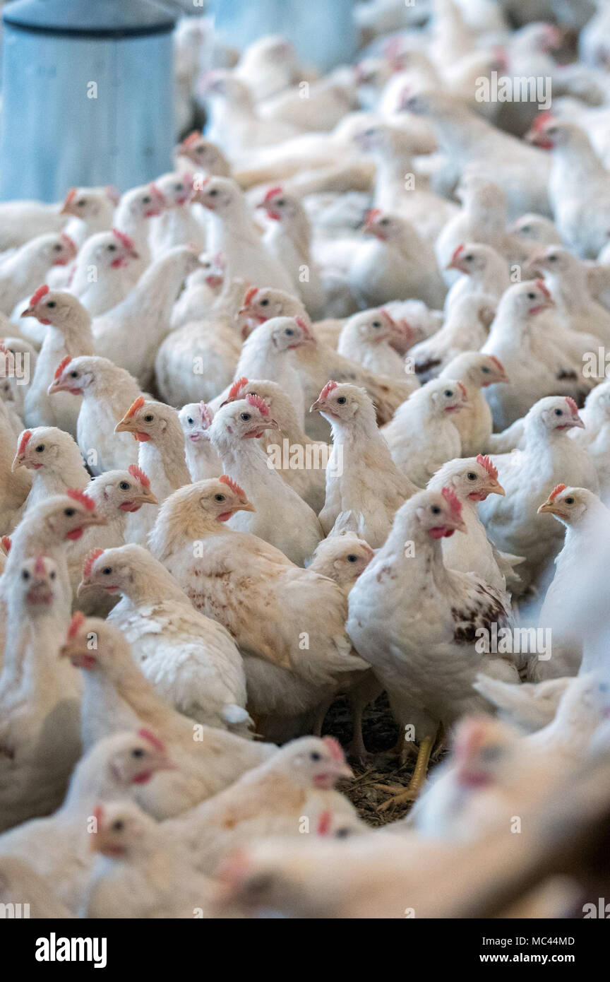 Four week old chickens hi-res stock photography and images - Alamy