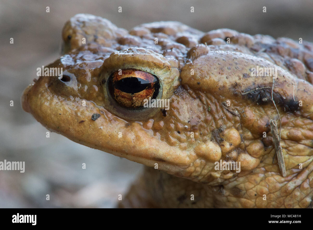 10 April 2018, Germany, Mandelholz: A close-up of a toad's head. Mating ...