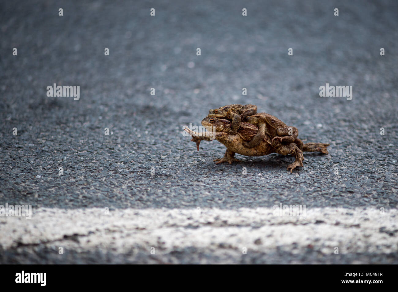 10 April 2018, Germany, Altenbrak: A male toad crosses a country road ...