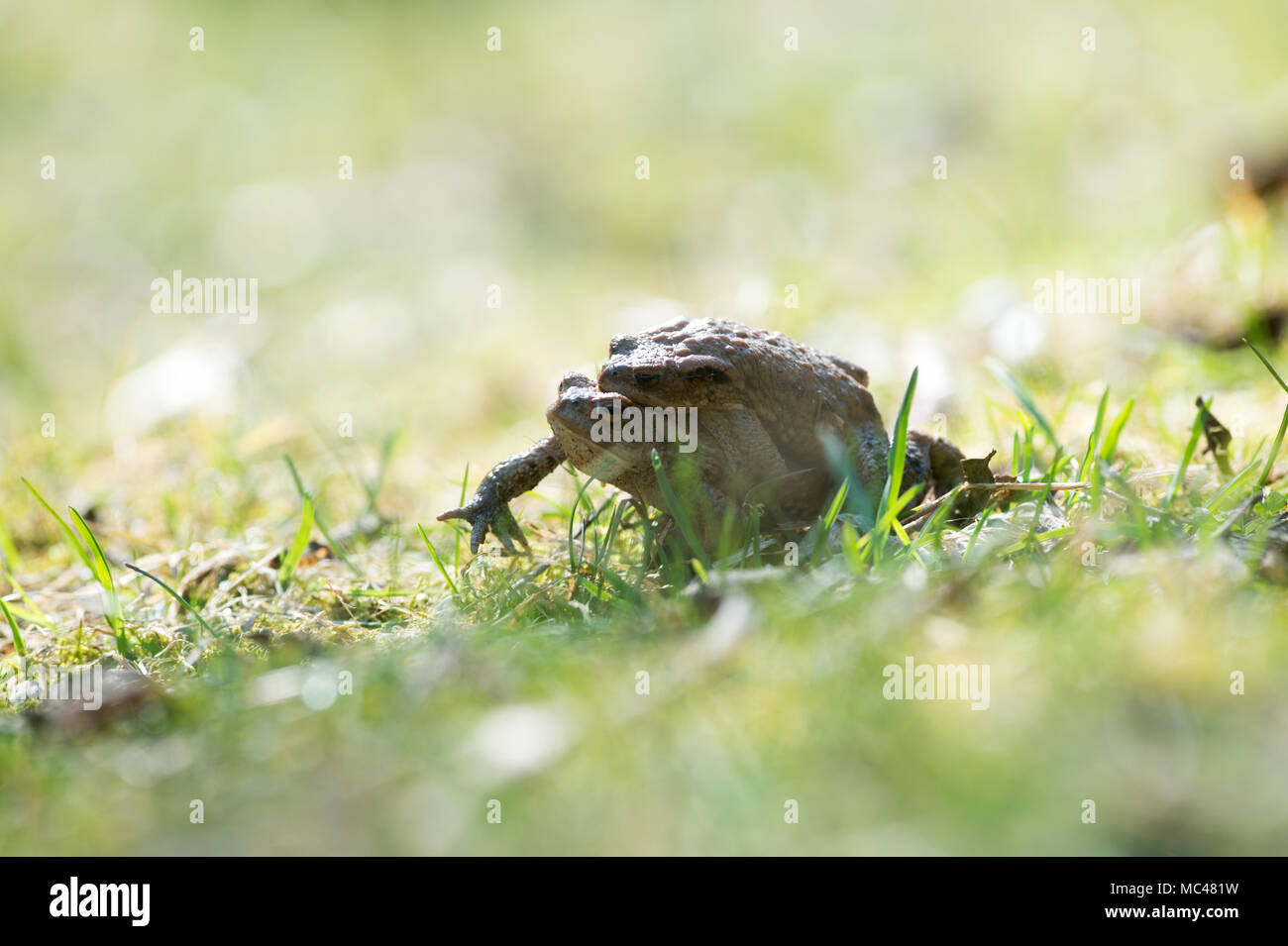 10 April 2018, Germany, Altenbrak: A toad sits in a meadow. Mating ...