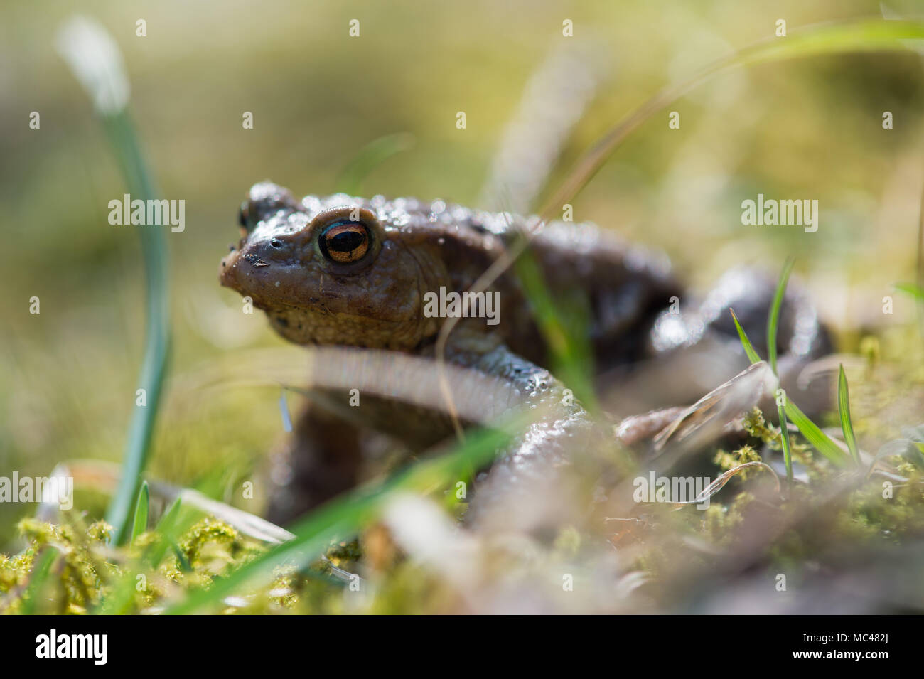 10 April 2018, Germany, Altenbrak: A toad sits in a meadow. Mating ...