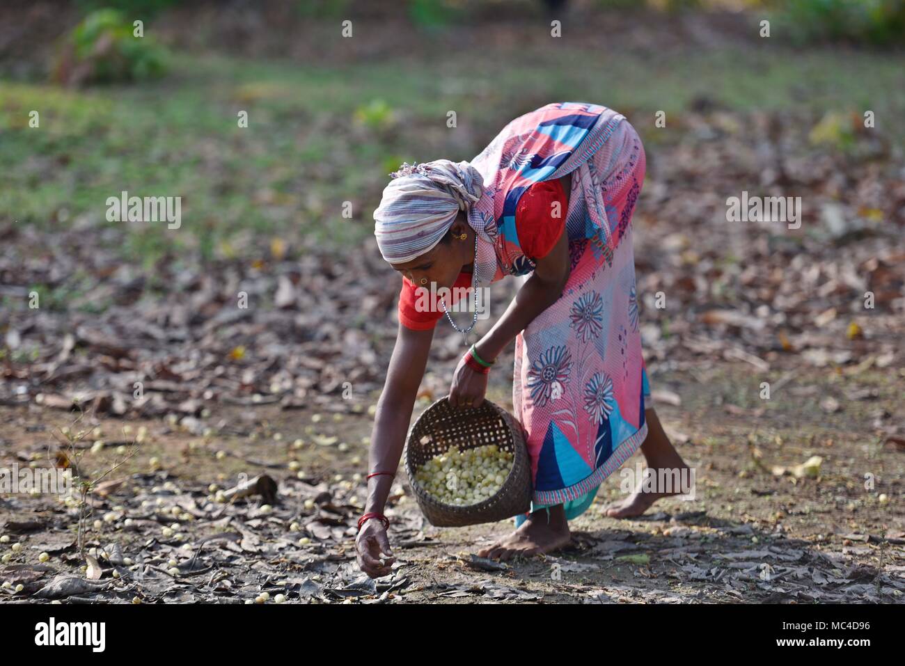 CHHATTISGARH, INDIA - APRIL 11: A tribal collects Mahua flowers to ...