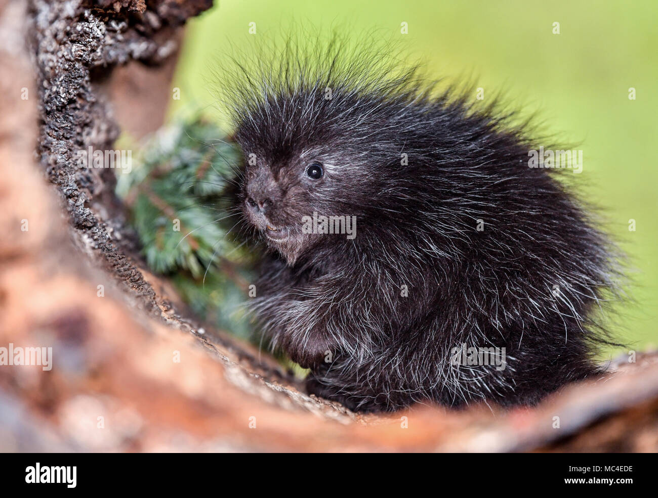 North american porcupine baby hi-res stock photography and images - Alamy
