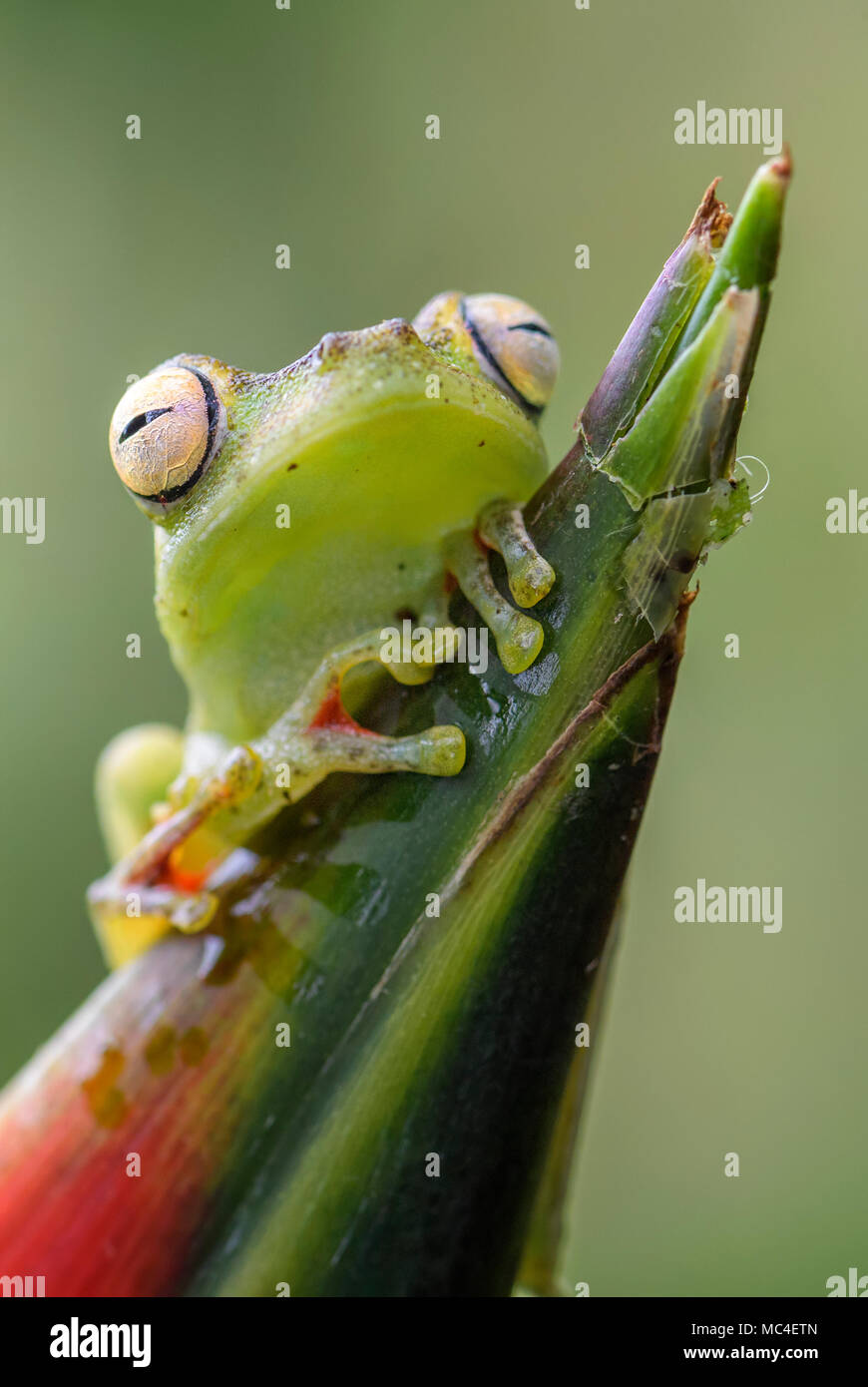 Red-webbed Tree Frog - Hypsiboas rufitelus, beautiful green frog from ...