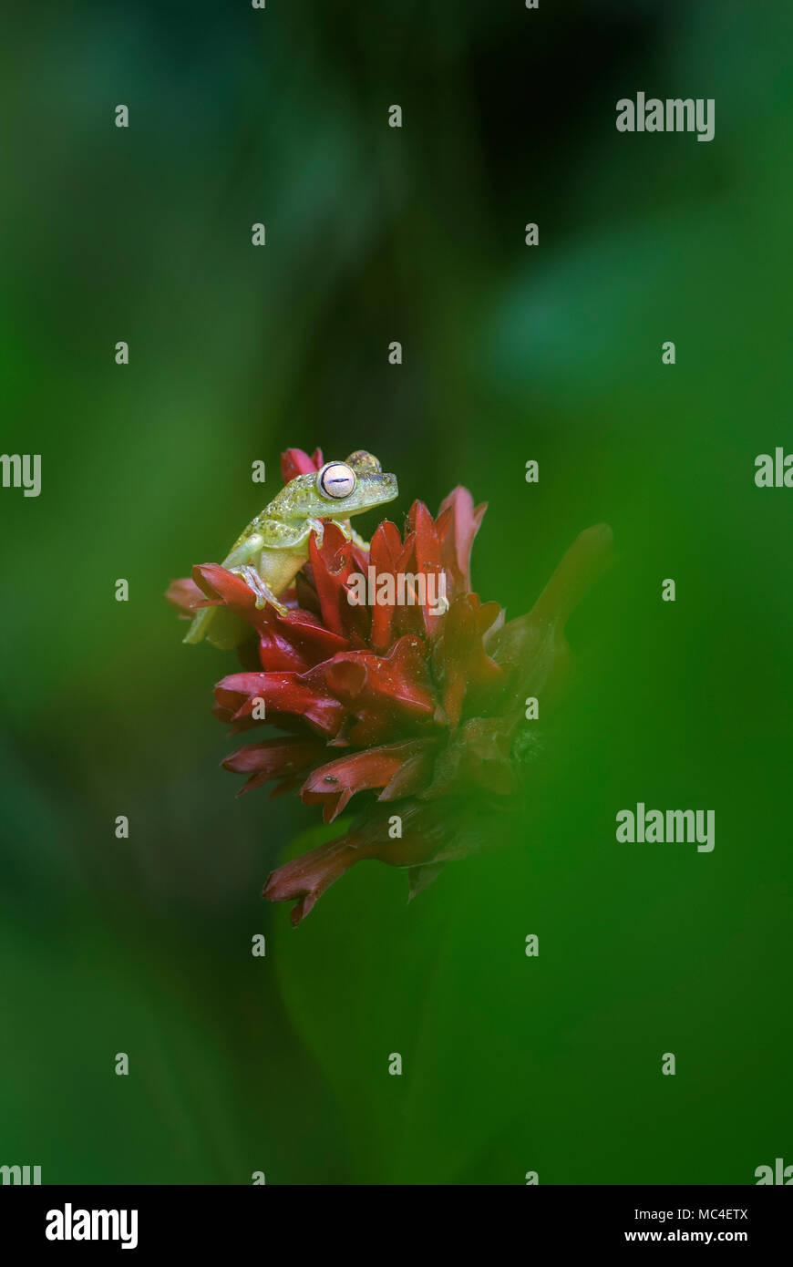 Canal Zone Tree Frog High Resolution Stock Photography and Images - Alamy