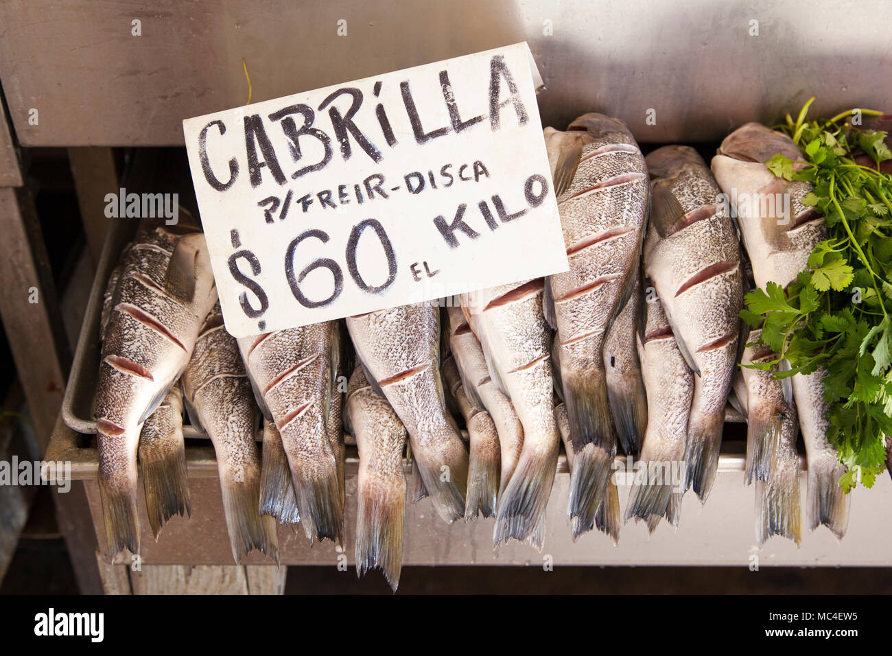 Cabrilla for sale at the fish market in Ensenada, Baja California ...