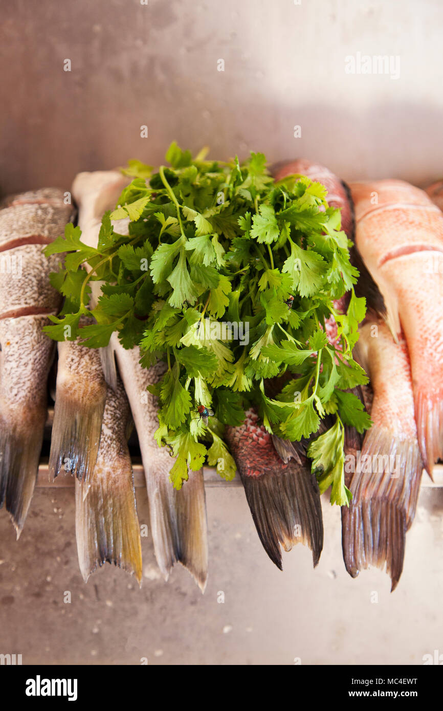 Fish for sale at the fish market in Ensenada, Baja California, Mexico ...