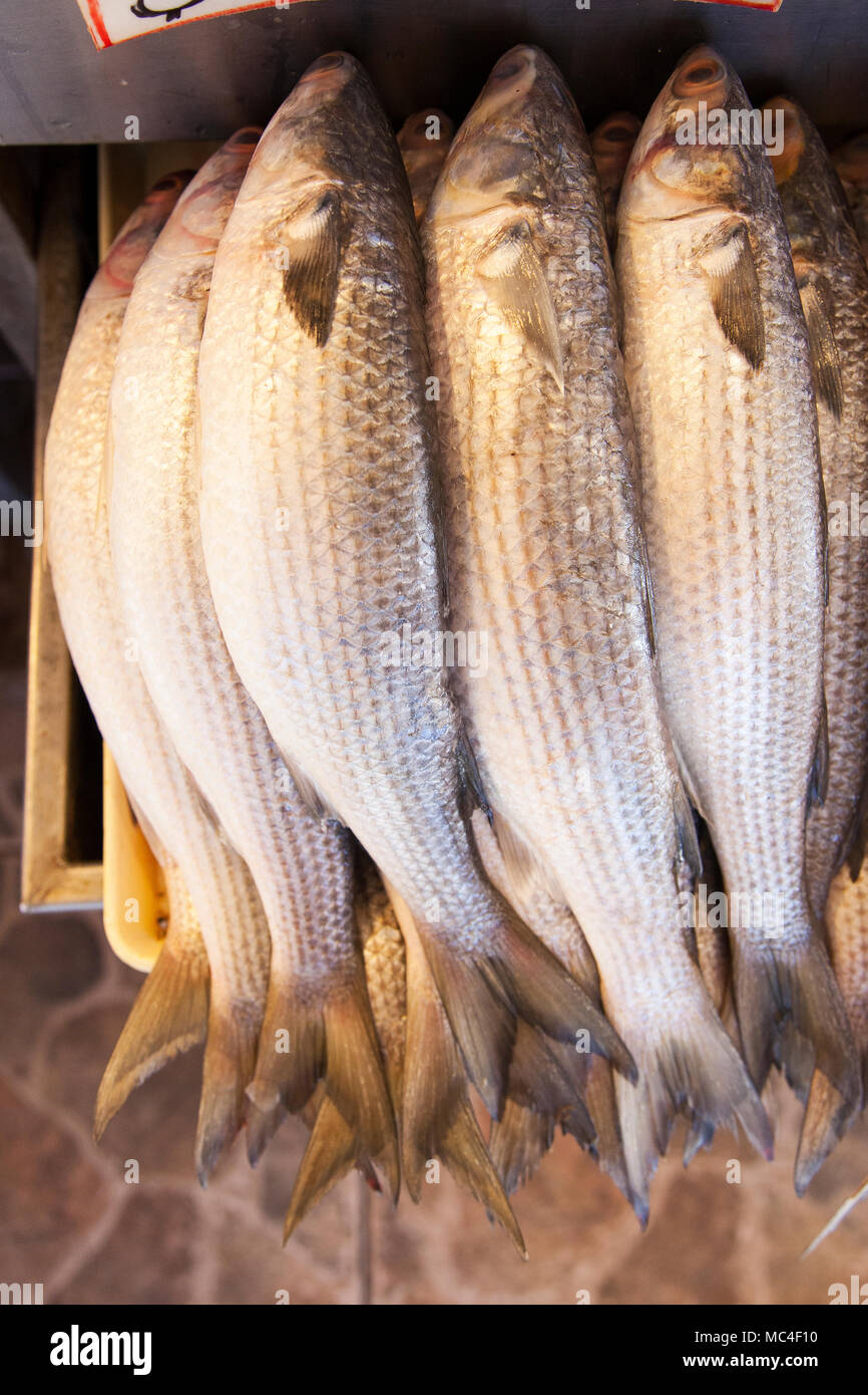 Fish for sale at the fish market in Ensenada, Baja California, Mexico ...