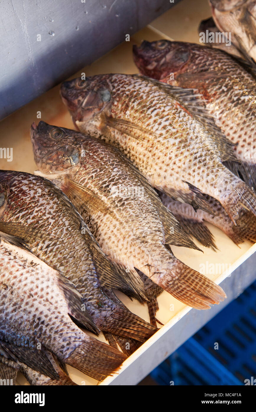 Fish for sale at the fish market in Ensenada, Baja California, Mexico ...