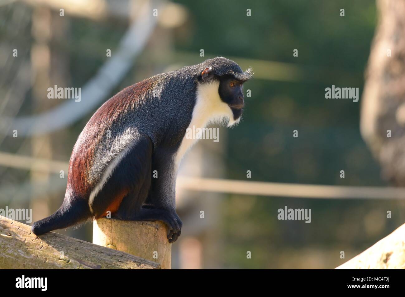 Portrait of a Diana monkey in a zoo (Cercopithecus diana Stock Photo ...