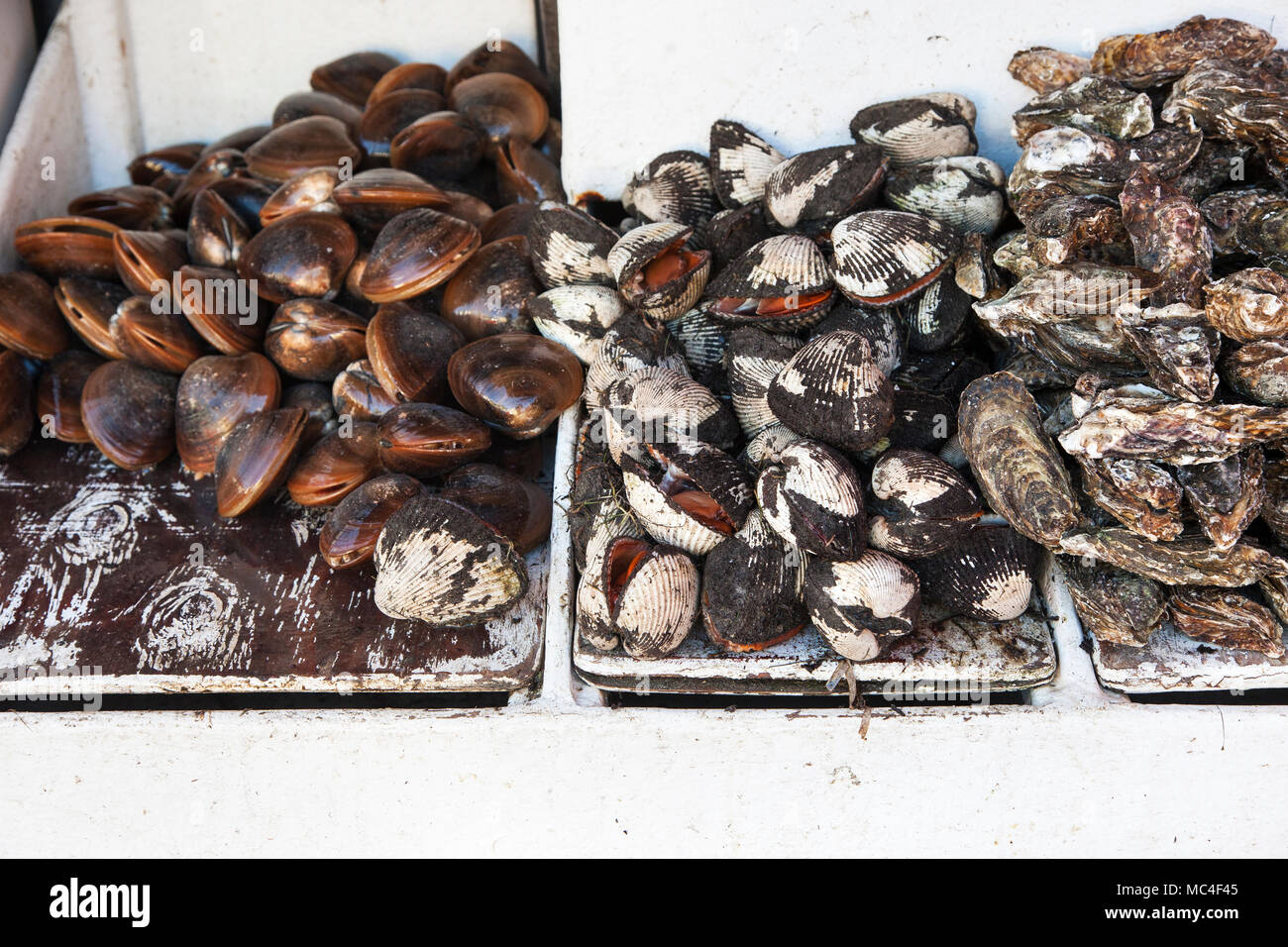 Clams and oysters for sale at the fish market in Ensenada, Baja ...