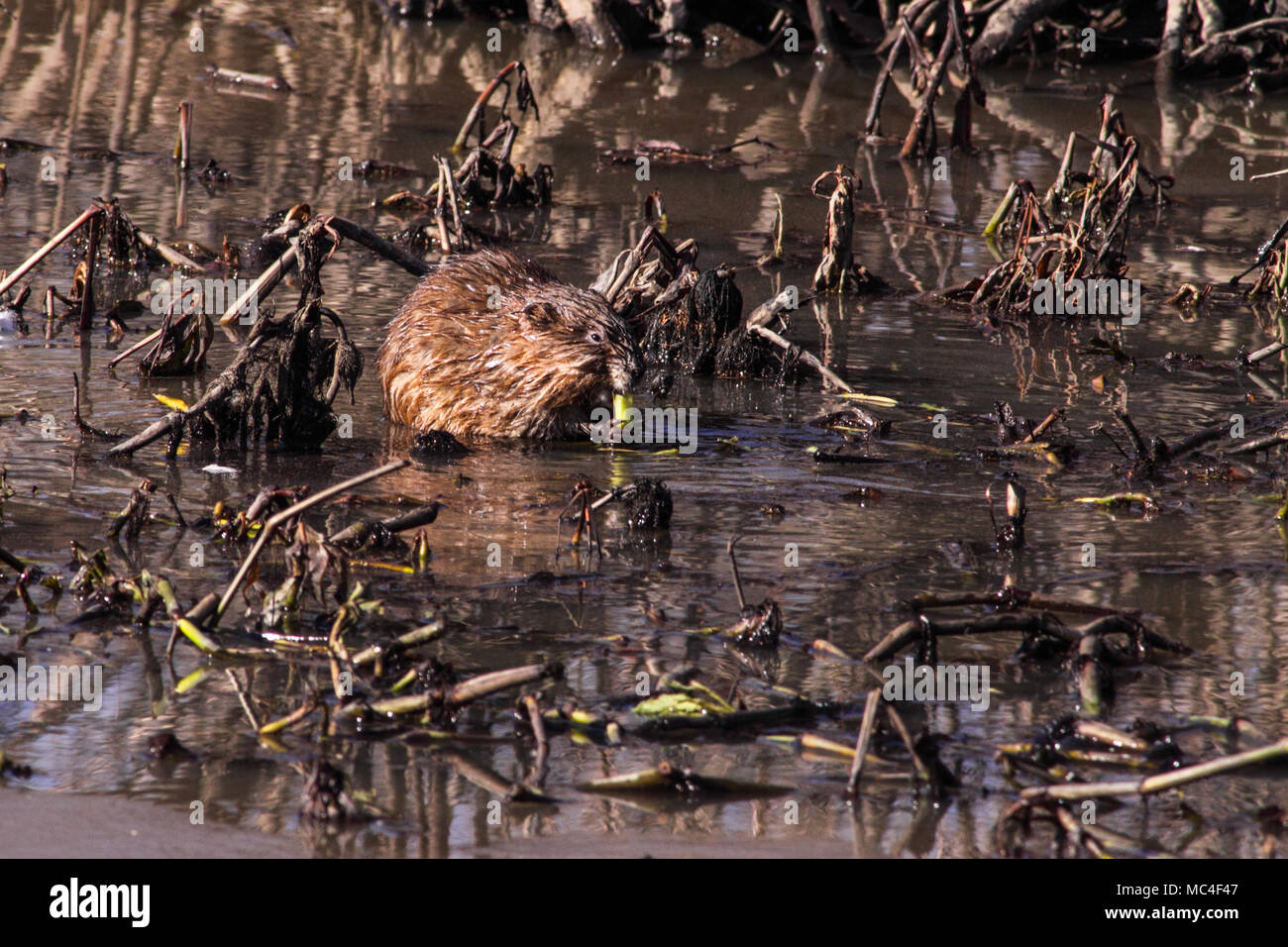 Muskrat eating aquatic plant roots Stock Photo - Alamy