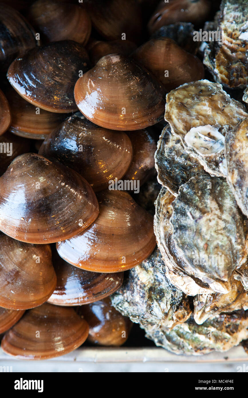 Chocolate clams and oysters for sale at the fish market in Ensenada ...