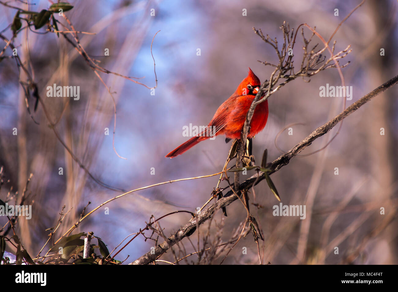 Cardinal in winter hi-res stock photography and images - Alamy