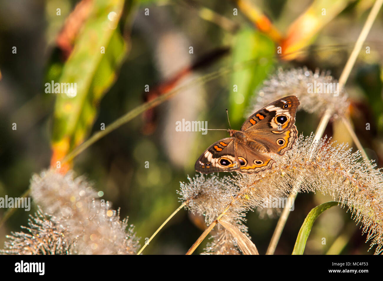 A denizen of Mingo Swamp Stock Photo - Alamy