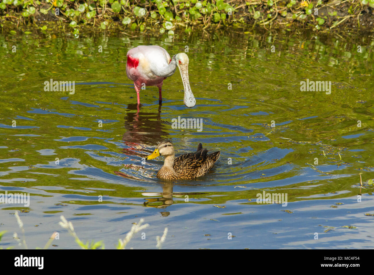 Spoonbill Duck High Resolution Stock Photography and Images - Alamy