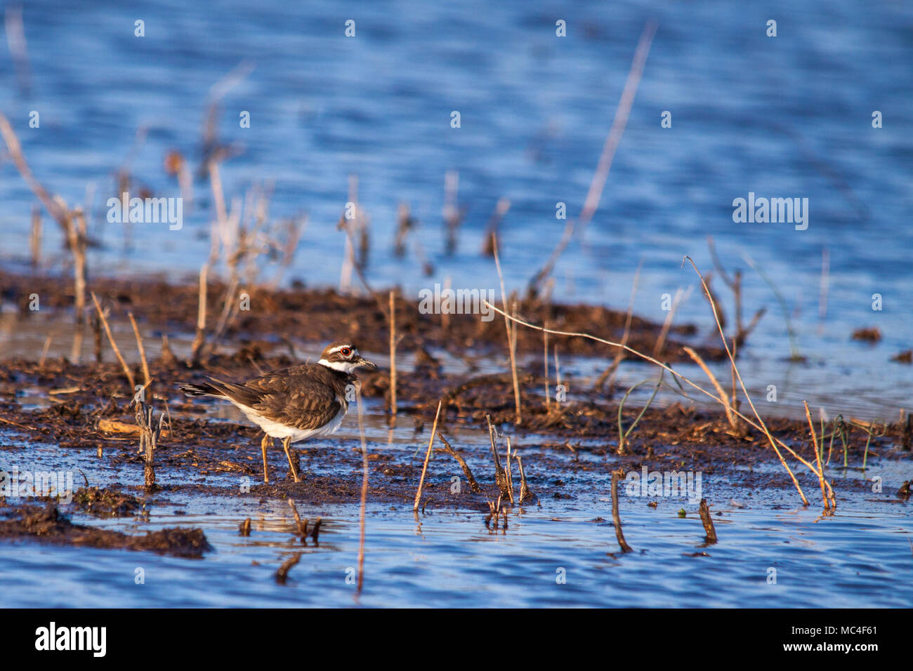 Killdeer wading in Mingo National Wildlife Refuge Stock Photo - Alamy