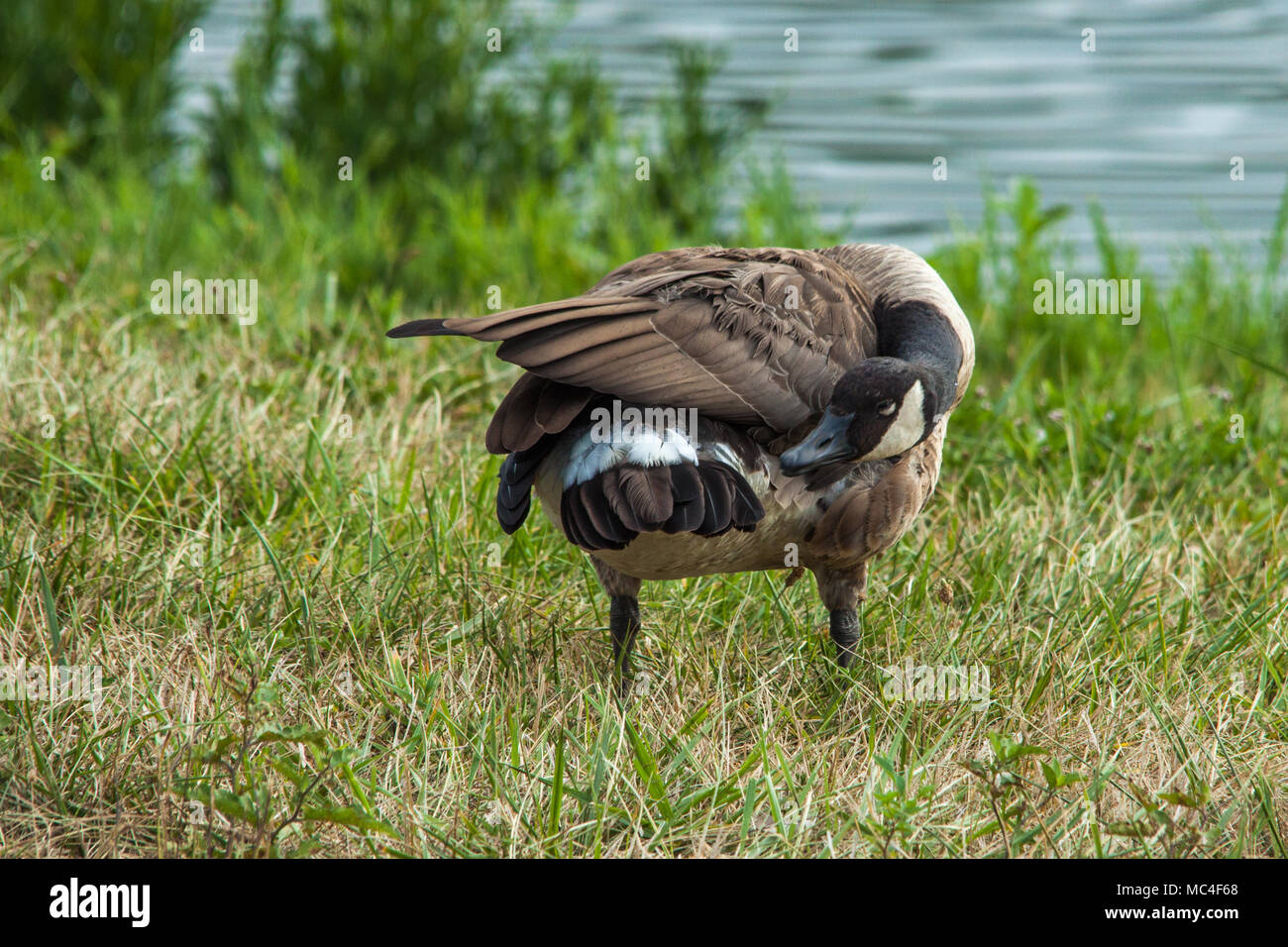 Canada goose preening his feathers Stock Photo - Alamy