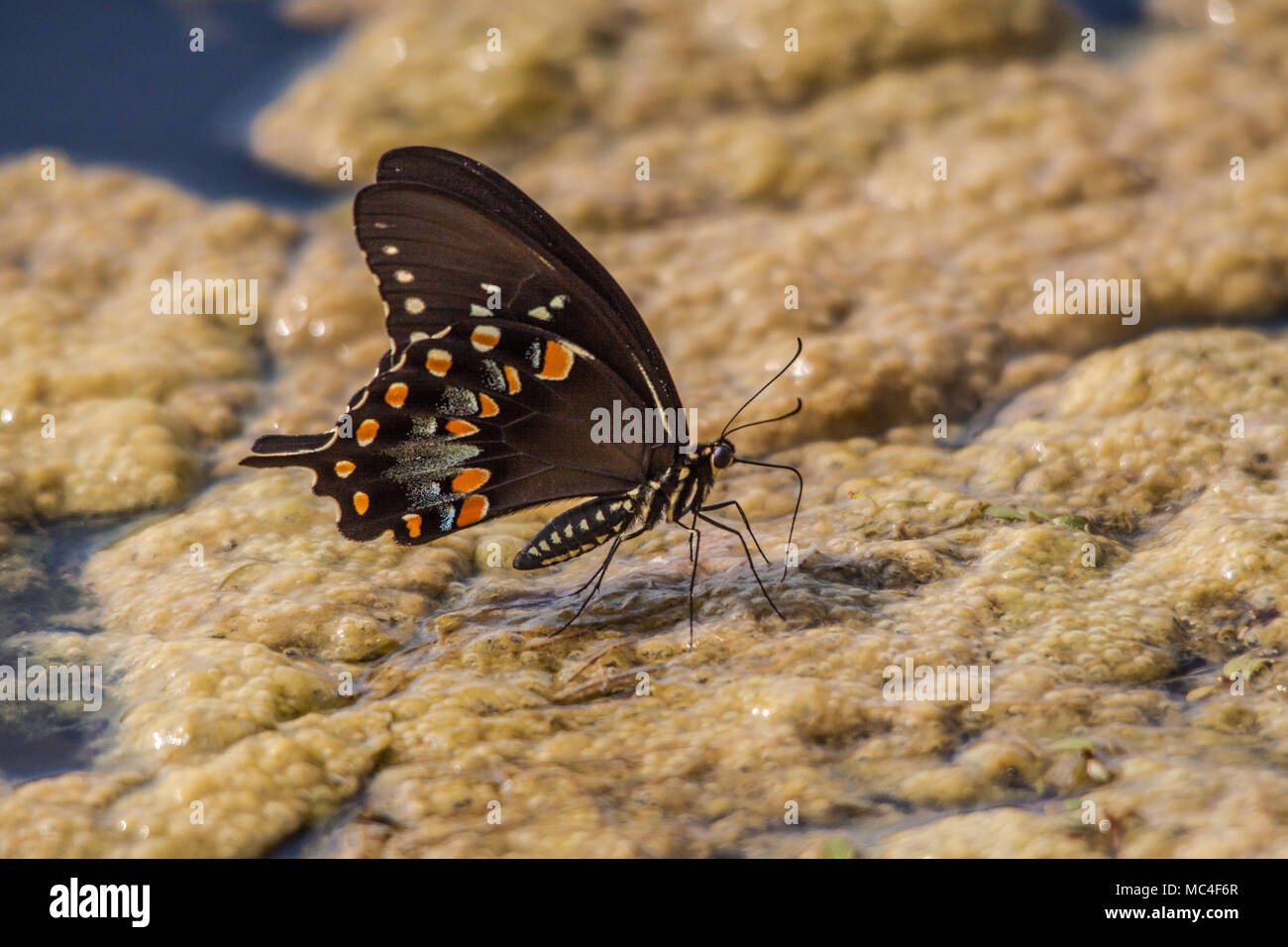 Butterfly Pond High Resolution Stock Photography and Images - Alamy