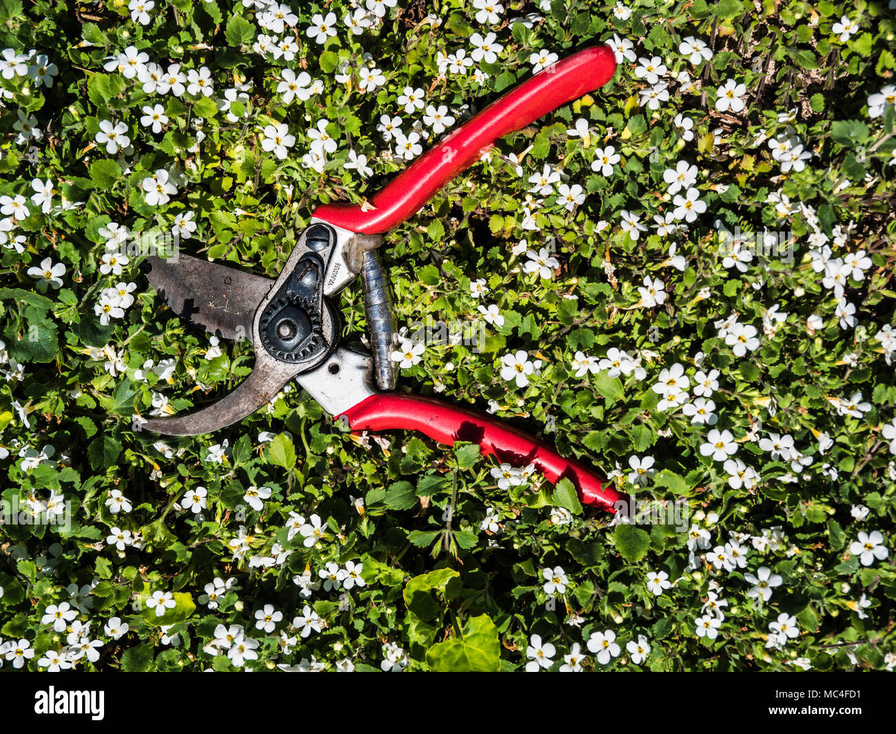 Clipers hi-res stock photography and images - Alamy