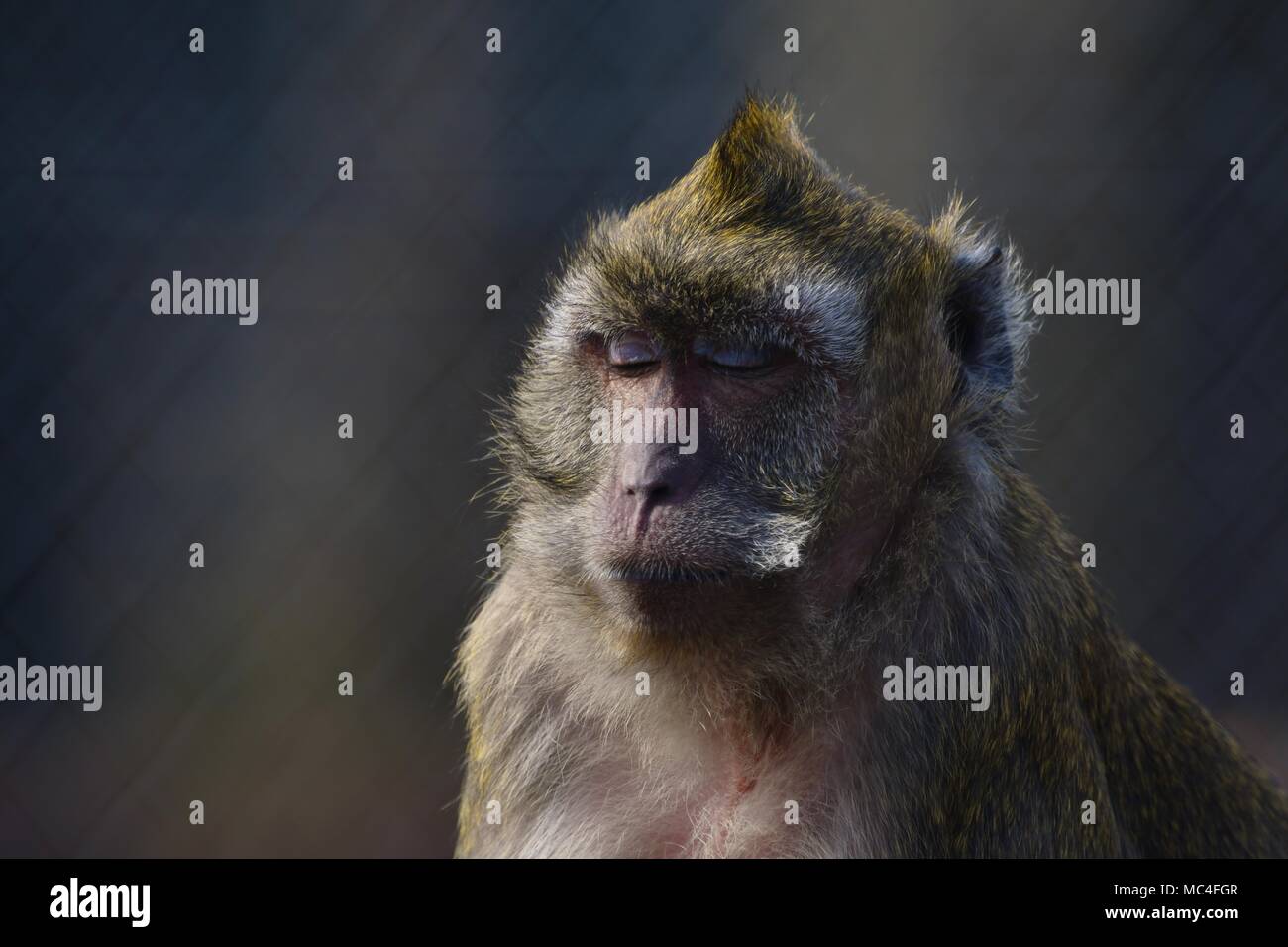 RHESUS MONKEY - Macaca mulatta Stock Photo - Alamy