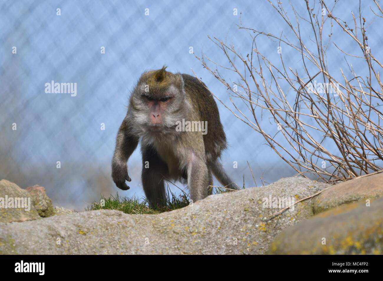 Macac hi-res stock photography and images - Alamy