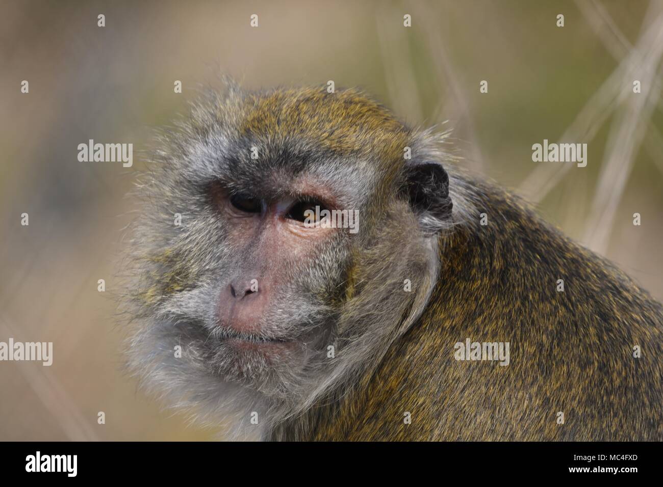 Macac hi-res stock photography and images - Alamy