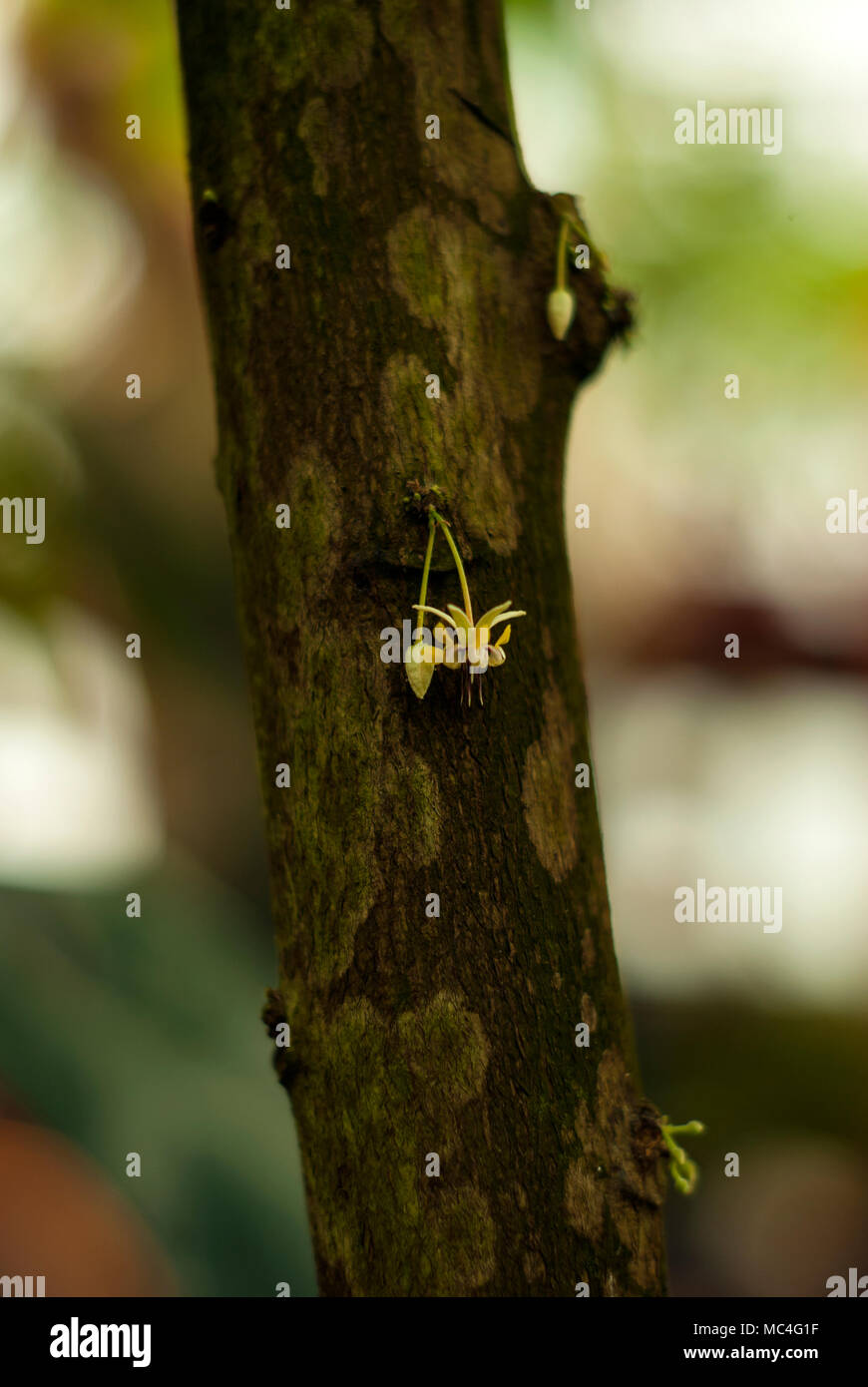 tiny cacao tree (cocoa tree) flowers growing right on the trunk ...