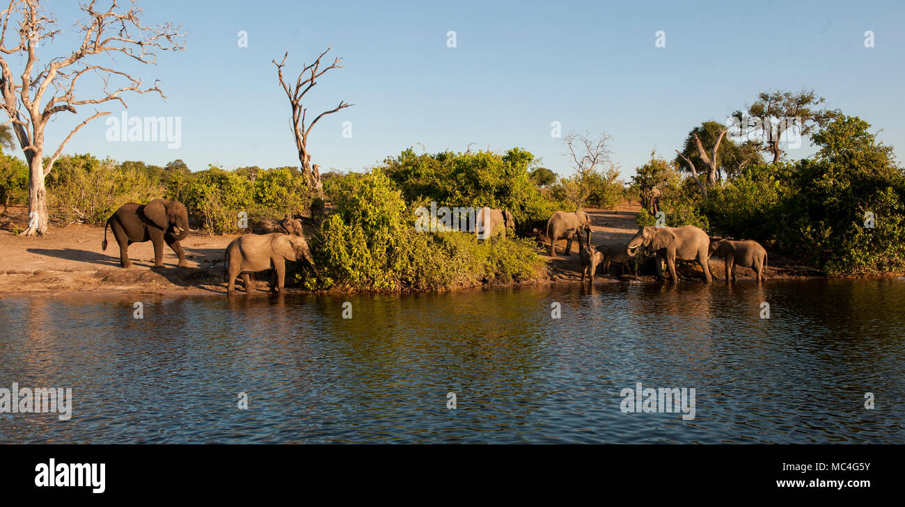 Chobe National Park, Kasane, Botswana. 11/05/2007. Pic shows: A family ...