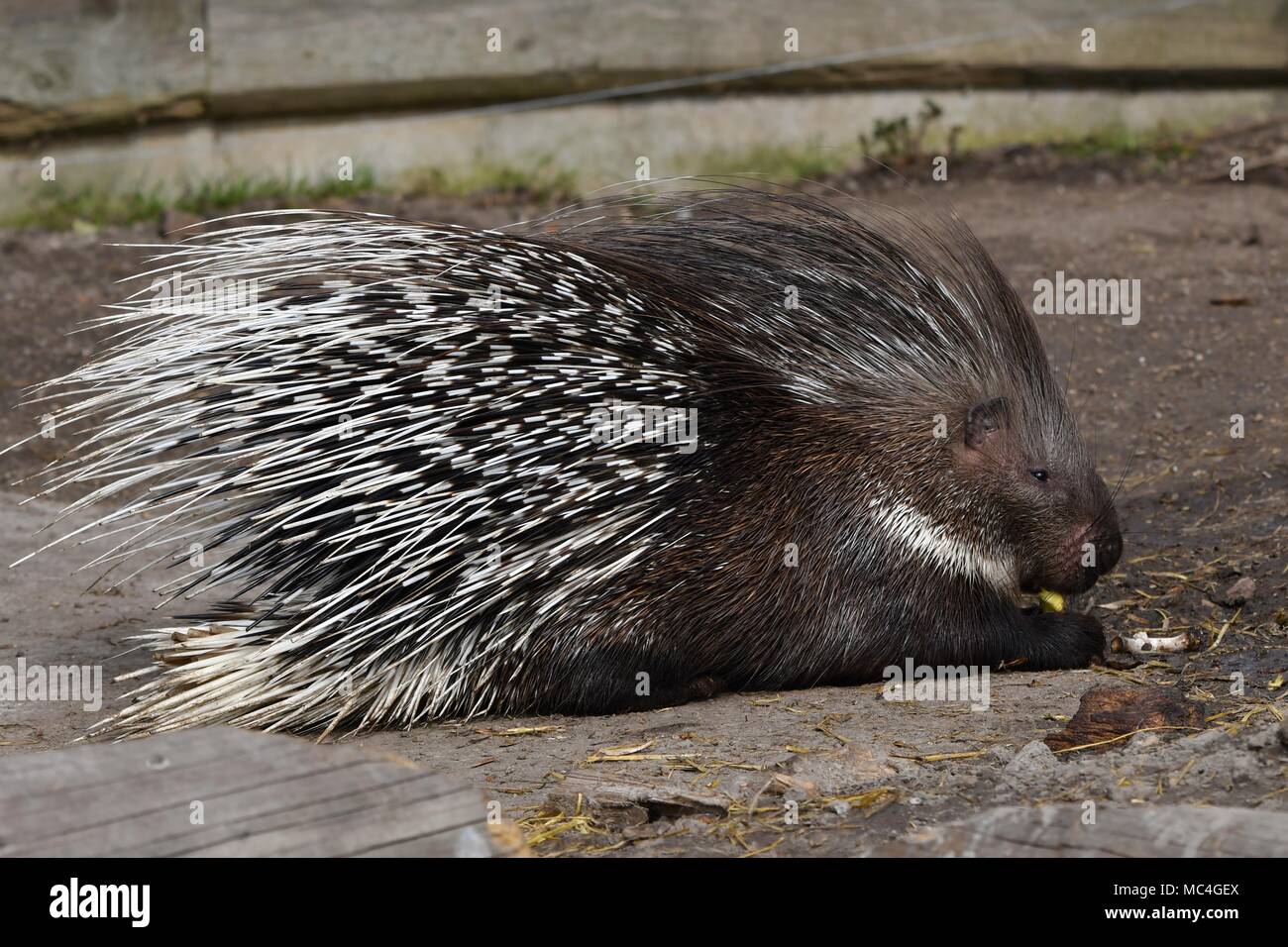 Porcupine - the prickliest of rodents, though its Latin name means ...