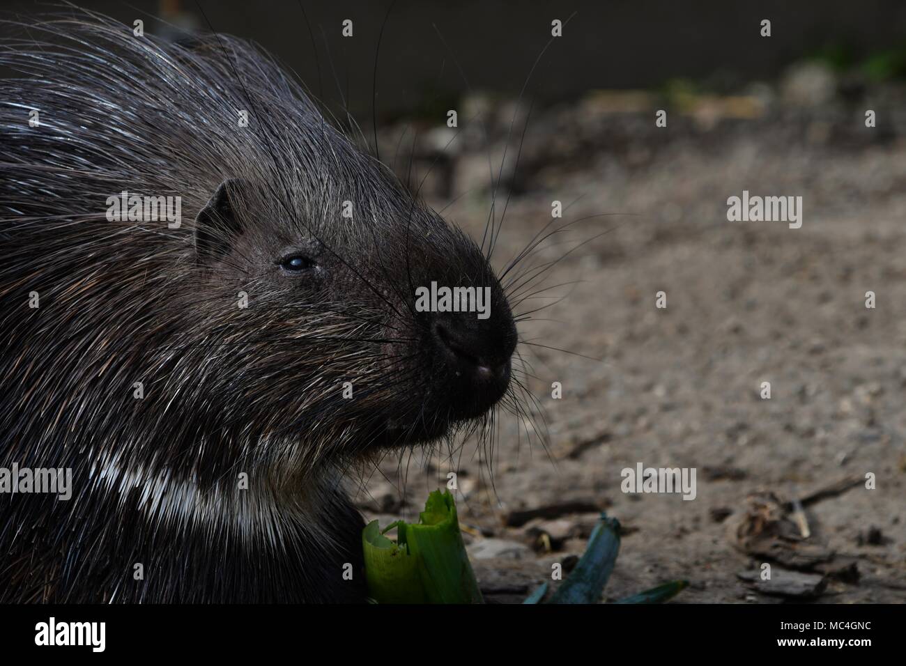 Porcupine - the prickliest of rodents, though its Latin name means ...