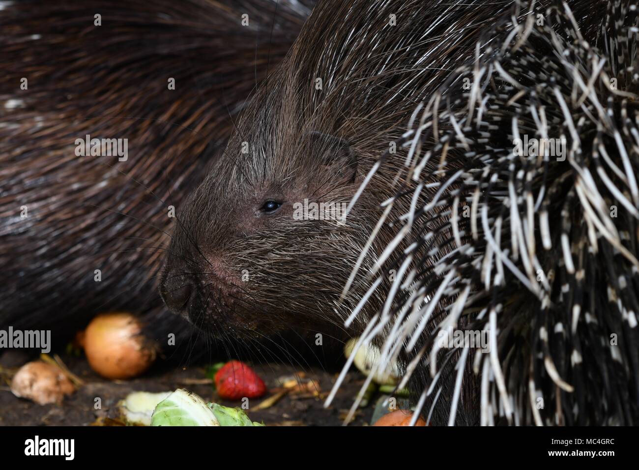 Porcupine - the prickliest of rodents, though its Latin name means ...