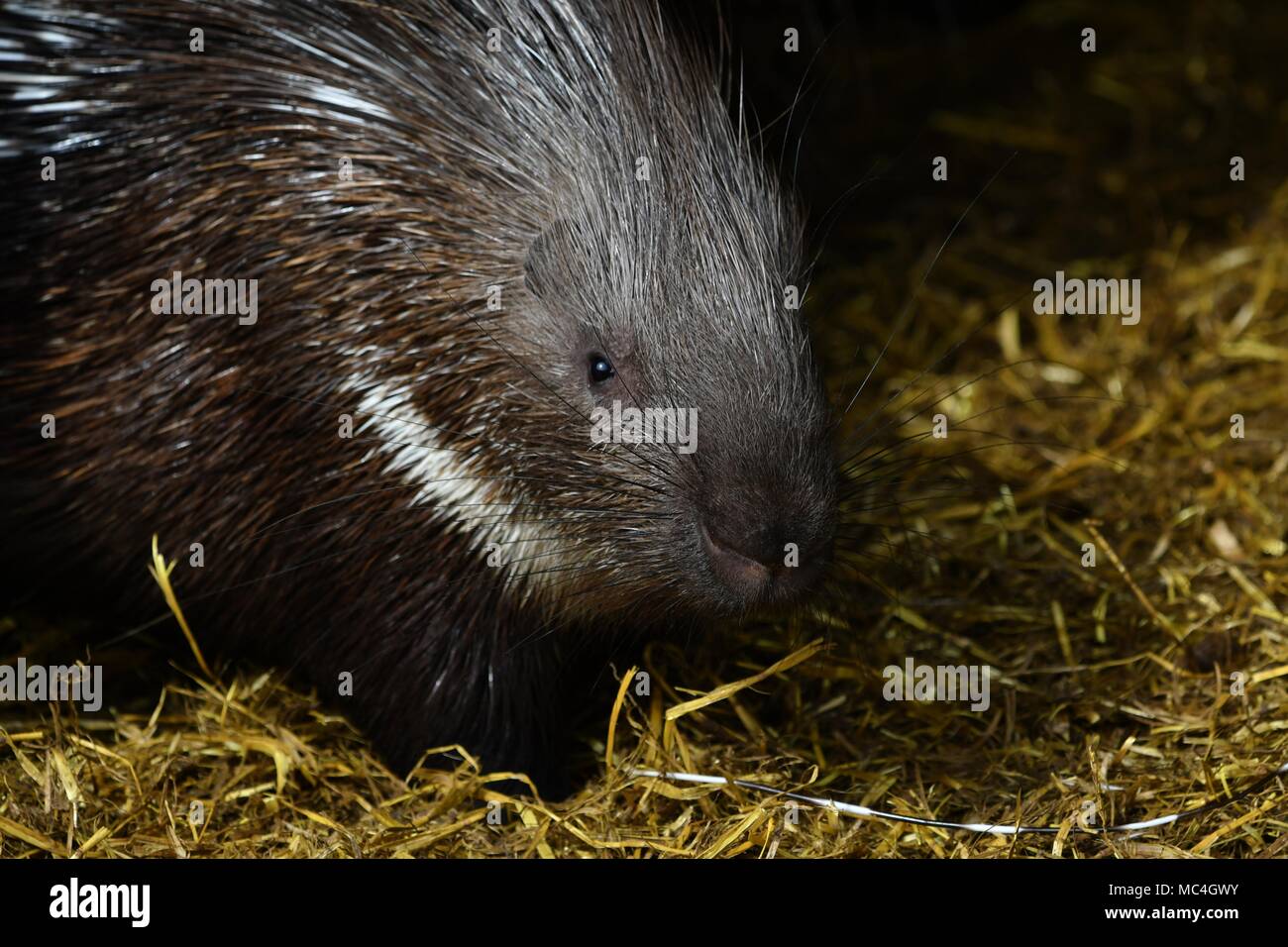 Porcupine - the prickliest of rodents, though its Latin name means ...