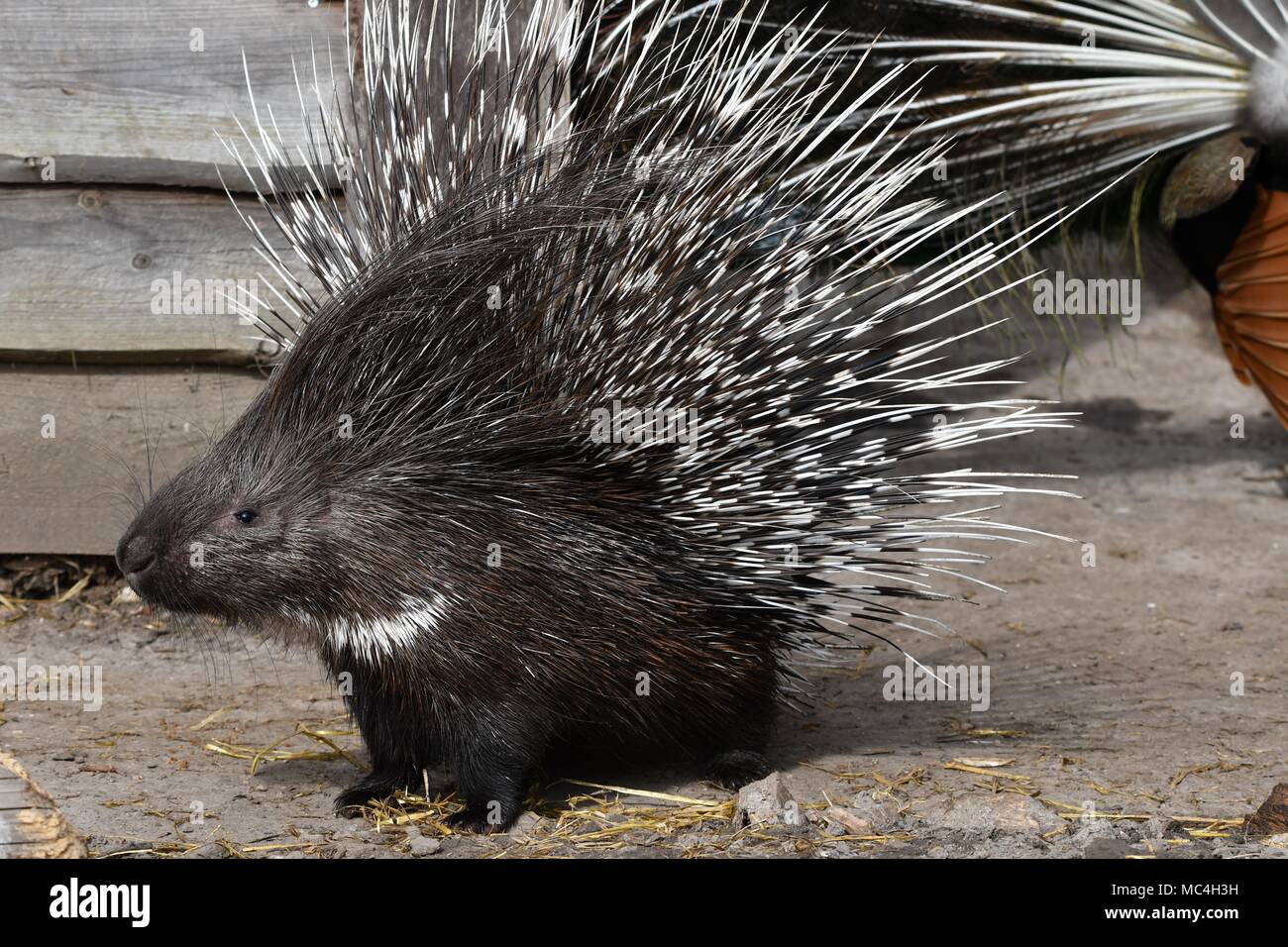 Porcupine quill hi-res stock photography and images - Alamy