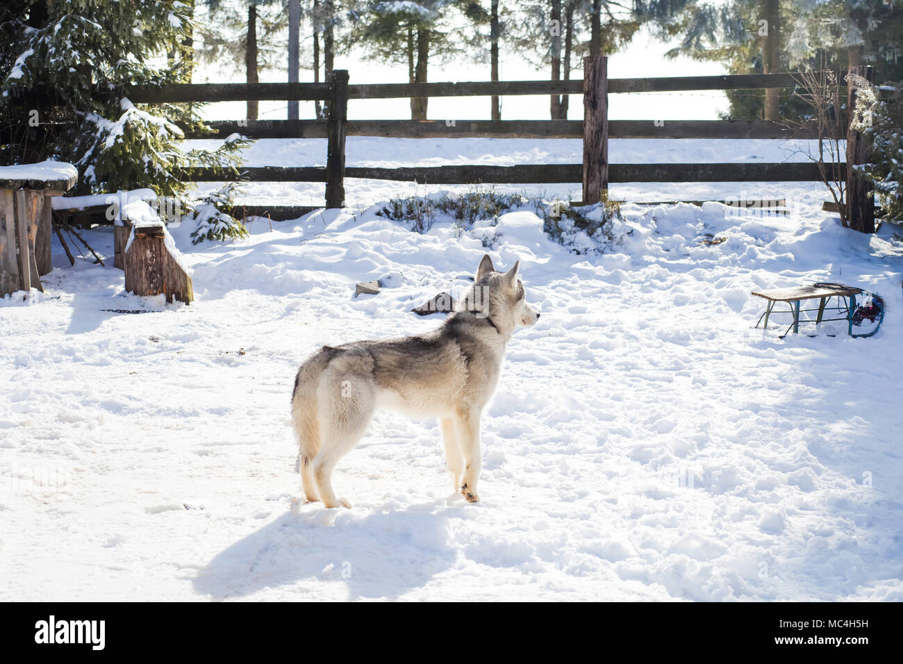 Siberian husky portrait in winter Stock Photo - Alamy
