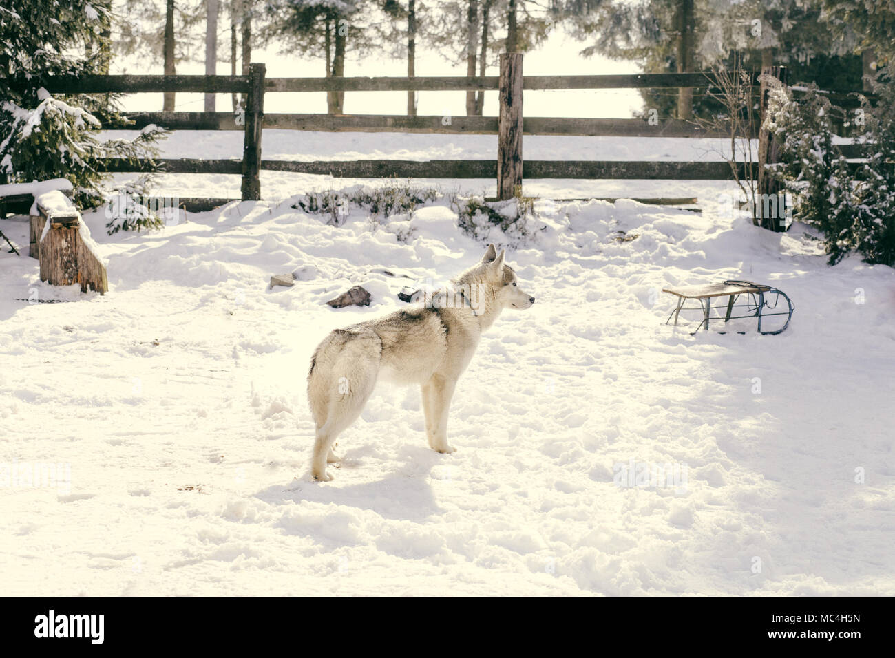 Siberian husky portrait in winter Stock Photo - Alamy