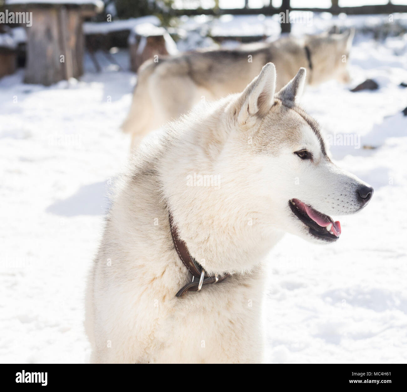 Siberian husky portrait in winter Stock Photo - Alamy