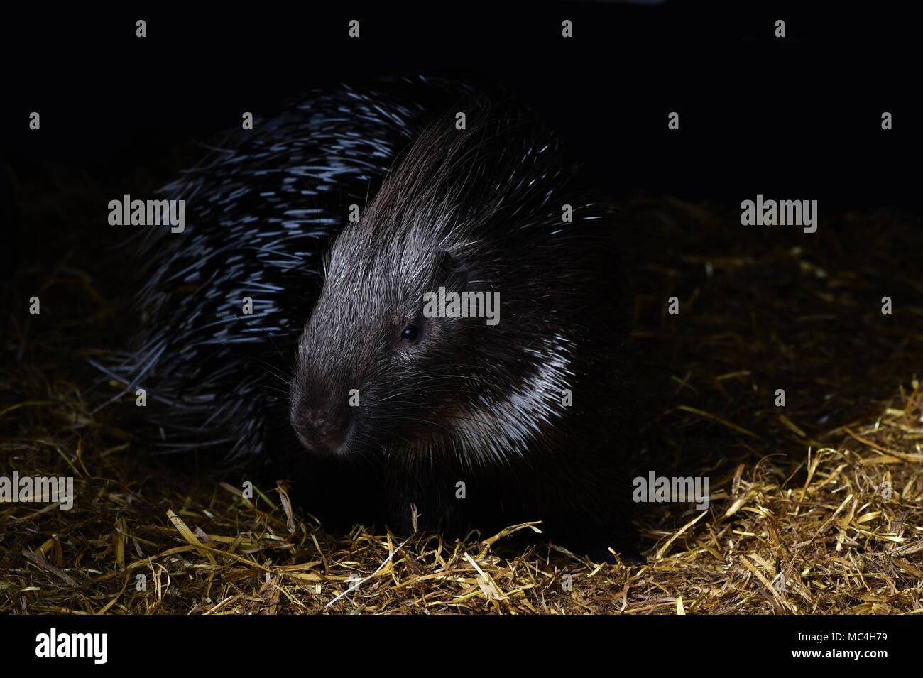 Close up porcupine quills hi-res stock photography and images - Alamy
