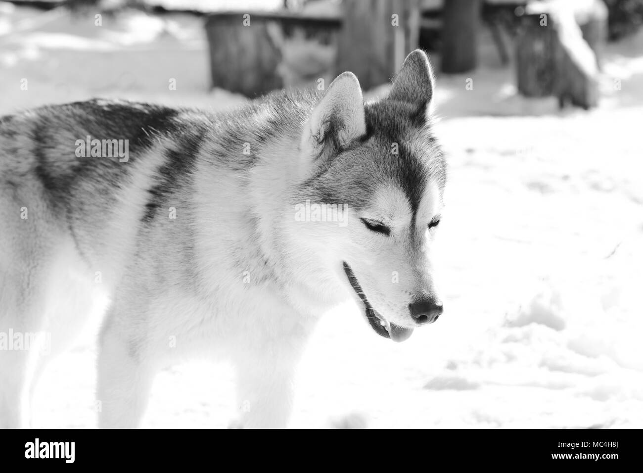 Siberian husky portrait in winter Stock Photo - Alamy