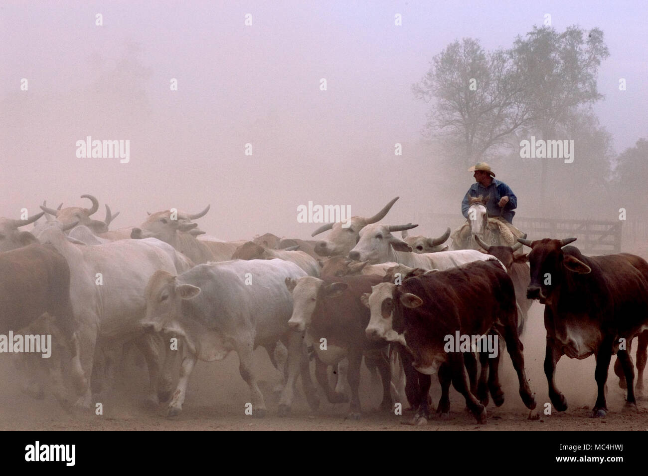 Another great business of the Mennonite colonies is breeding beef ...