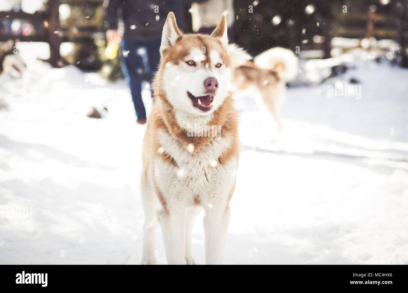 Siberian husky portrait in winter Stock Photo - Alamy