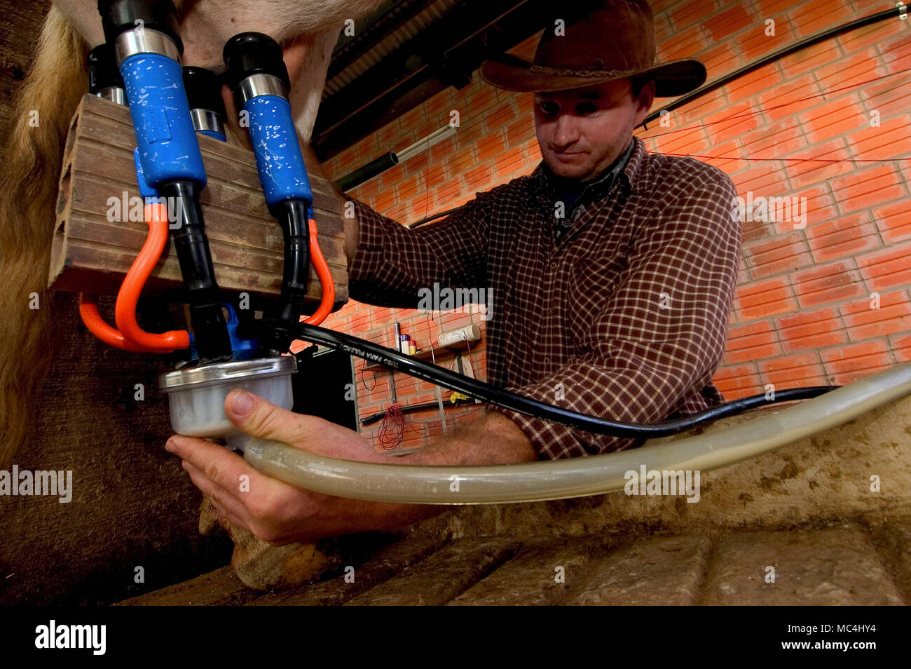 Rudy Neufeld, menonite farmer from Neuland, breed cow for milk. He's ...