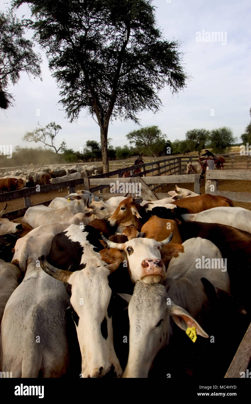 Cattle in a pen, ready to be sealed and then for slaughter Stock Photo ...