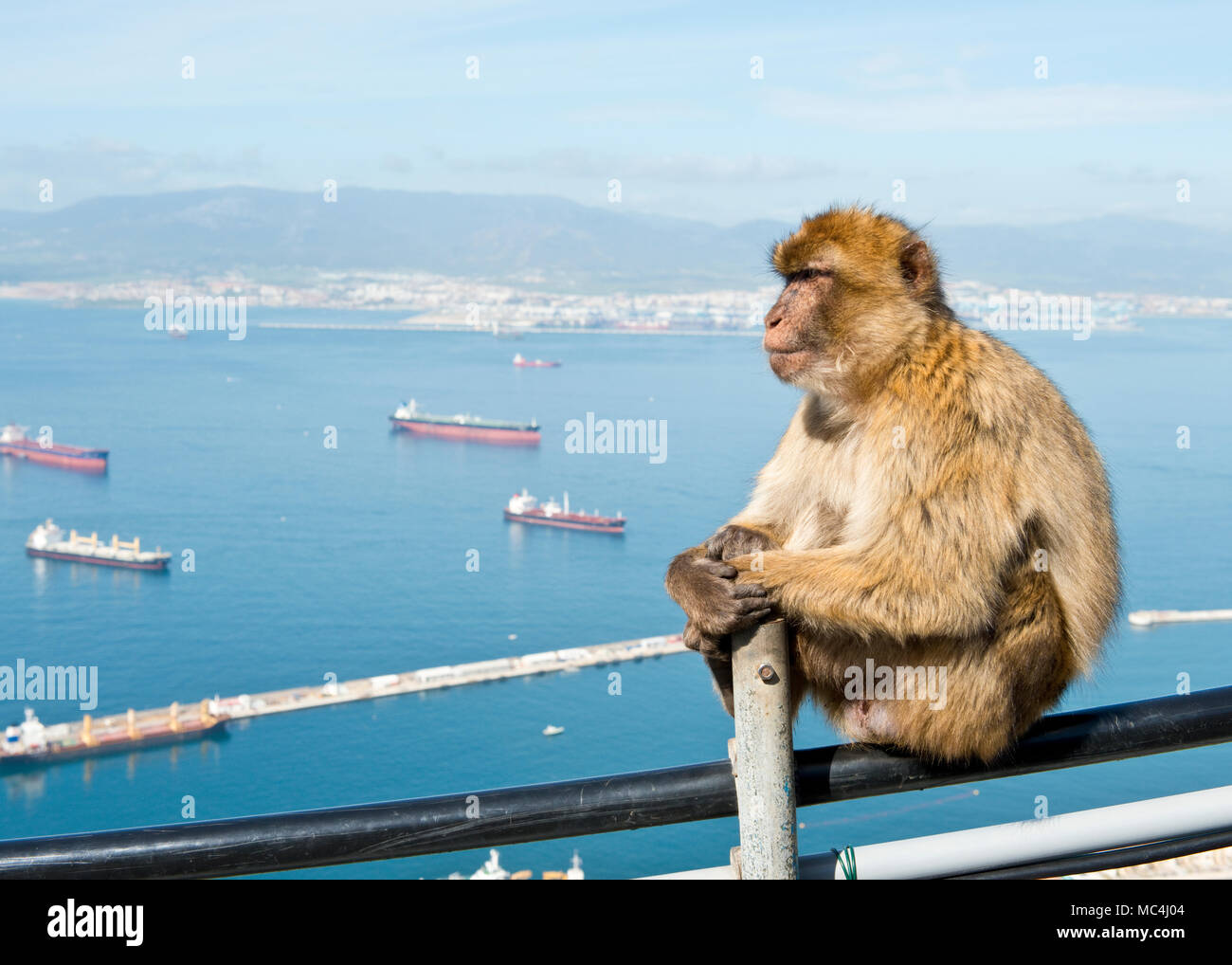 The gibraltar barbary macaques hi-res stock photography and images - Alamy