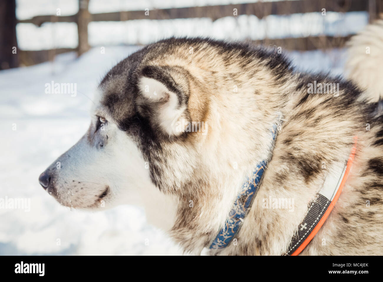 Siberian husky portrait in winter Stock Photo - Alamy